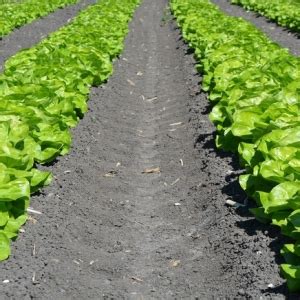 Come Coltivare La Lattuga Nell Orto La Guida Completa