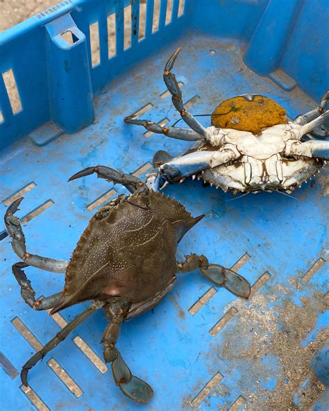 Blue Crab