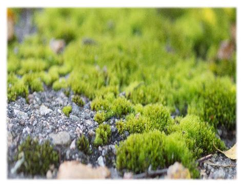 MOSS