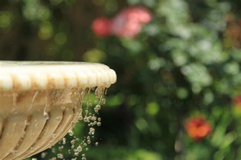 Premium Photo Close Up Of Wet Mushroom Premium Photo Close Up Of Wet Mushroom