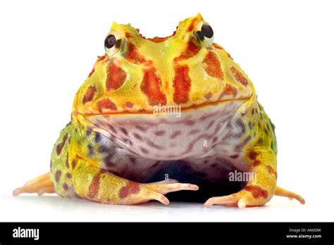 Argentine Horned Frog Pacman Frog Ceratophrys Ornata Two Individuals