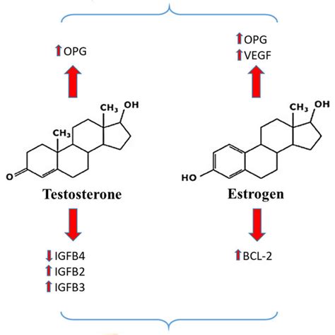 A Schema Showing The Effects Of Estrogen And Testosterone On