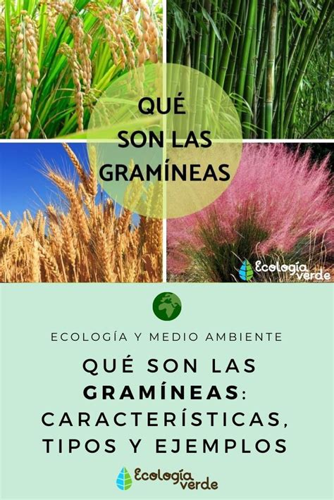 Qué Son Las GramÍneas Sus Características Tipos Y Ejemplos Resumen