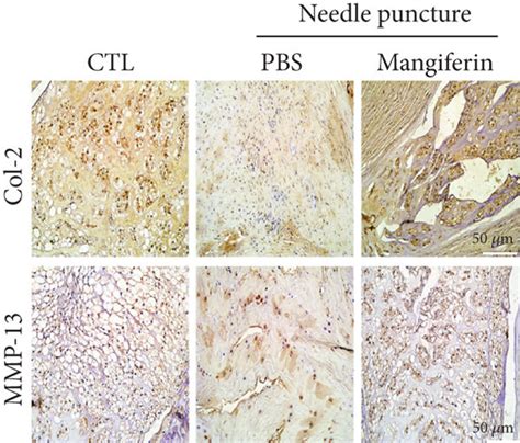 Manerin Alleviated The Degeneration Of The Rat Ivd In Vivo A B Download Scientific