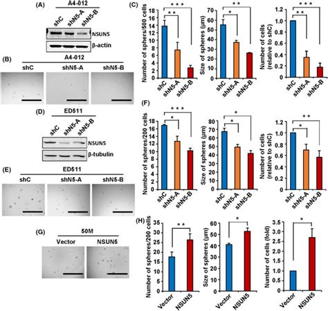 Rna Cytosine Methyltransferase Nsun5 Promotes Protein Synthesis And