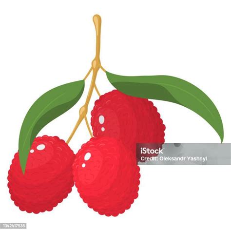 흰색 배경에 고립 된 잎을 가진 열매 과일의 가지 건강한 라이프 스타일을위한 여름 과일 유기농 과일 만화 스타일 모든 디자인에