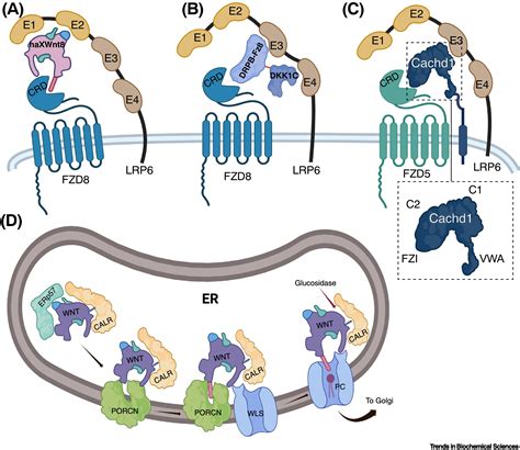 Clues Into Wnt Cell Surface Signalosomes And Its Biogenesis Trends In