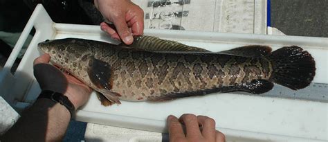 Snakehead Eating Bass