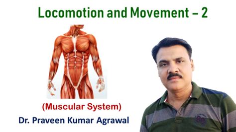 Neet Ug Muscles And Their Types In Hindi Offered By Unacademy
