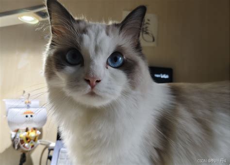 【海贼王航海日志：前端技术探索】html你学会了吗？ 一 csdn博客