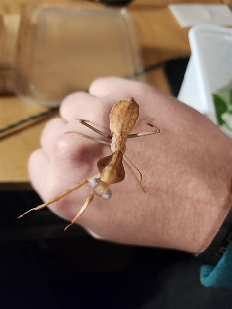 Id And Sex R Mantids