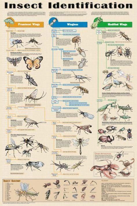 Household Insect Identification Chart