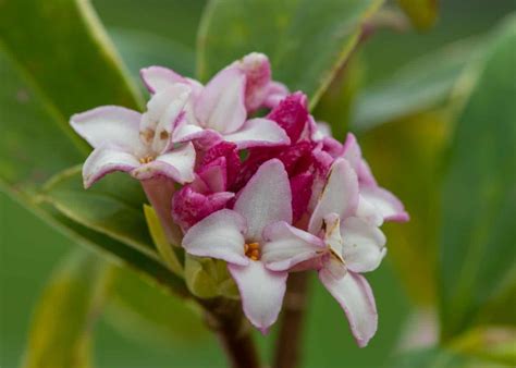 14 Small Evergreen Flowering Shrubs Year Round Garden Gems
