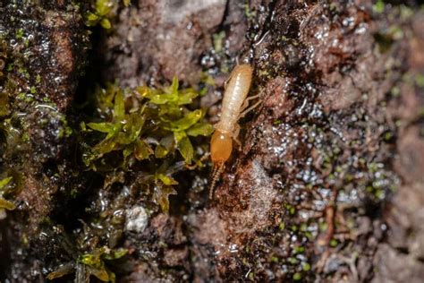 Annual Termite Inspections In Virginia Why You Need One