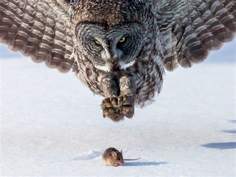 Owl And Mouse Minnesota National Geographic