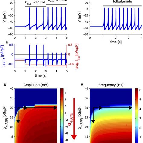 Potassium Currents Comparison Of Delayed Rectifier K Current Ikv