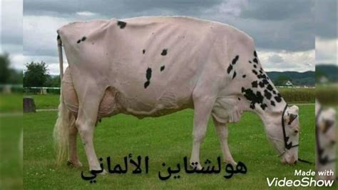 اهم أنواع الأبقار Youtube