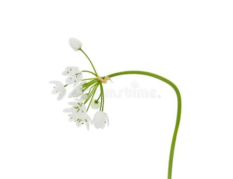 White Garlic Flower Isolated On White Background Allium Neapolitanum