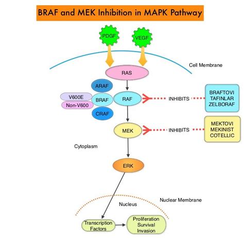 Biomarkers May Predict Response To Braf And Mek Inhibitors In Malignant