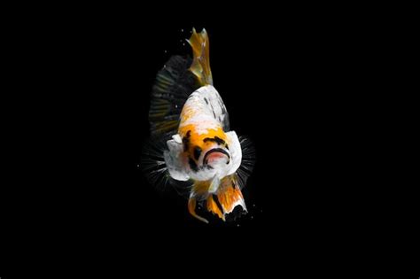 Peixe betta amarelo preto peixe lutador siamês nadando no tanque de peixes isolado em fundo