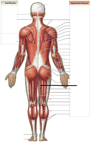 Bio Superficial Skeletal Muscles Posterior Flashcards Quizlet
