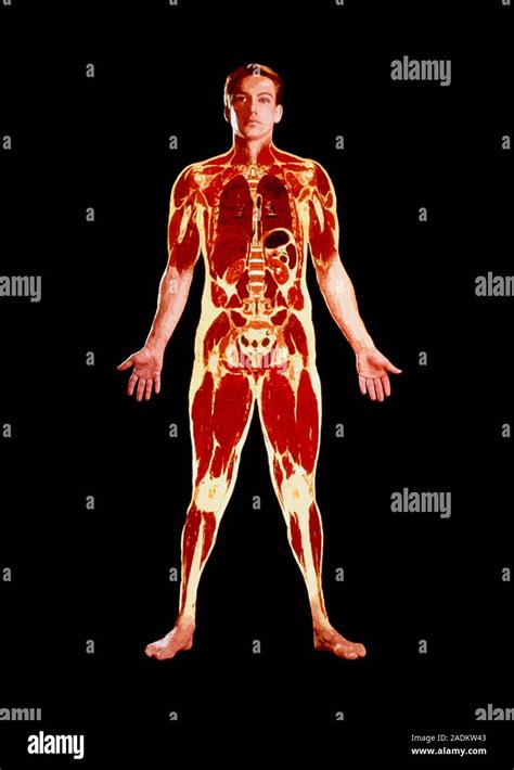 Cuerpo Masculino Seccionados Vista Frontal Del Cuerpo Humano Masculino