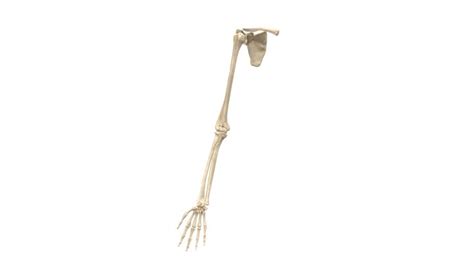 Metacarpals 3d Models Sketchfab