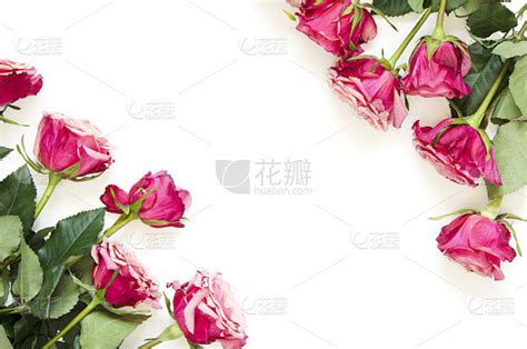 花组成框架由玫瑰花在白色的背景平铺俯视图拷贝空间图片