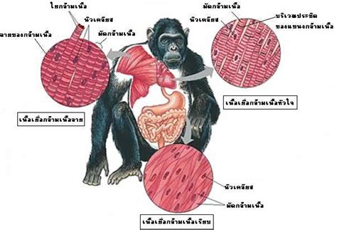 Untitled Document [il Mahidol Ac Th]