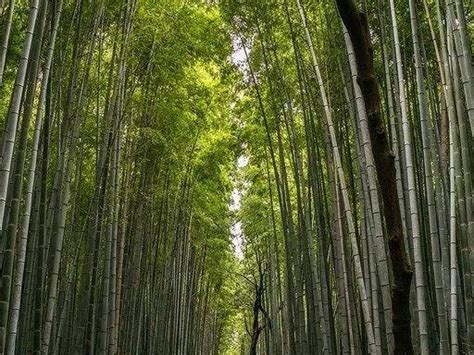 破解竹产业发展瓶颈 打造竹林经济新局面 厦门转吧数字 站酷zcool