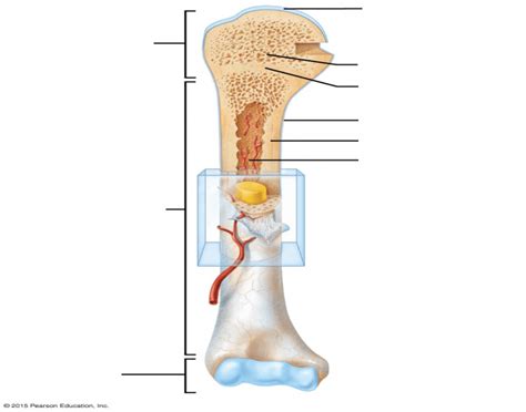 Parts Of A Long Bone Quiz