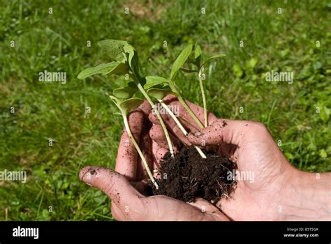 Hands Holding Small Plant Stock Photo Alamy