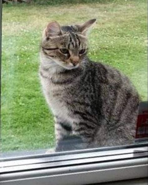 Kattbild