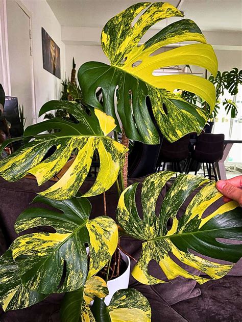 Everything You Want To Know About Monstera Aurea Houseplants
