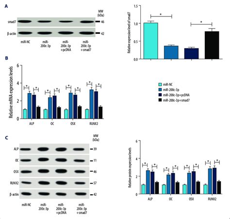 Mir 200c 3p Promoted Osteoblast Differentiation In Zg Induced Hbmscs By Download Scientific