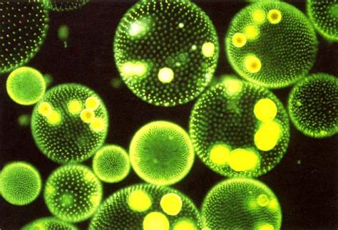 Marine Phytoplankton Powerful Healing Properties Marine Phytoplankton Australia