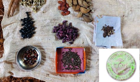 निसर्ग संवर्धनासाठी ‘सृष्टी वृक्ष बँक Krushival