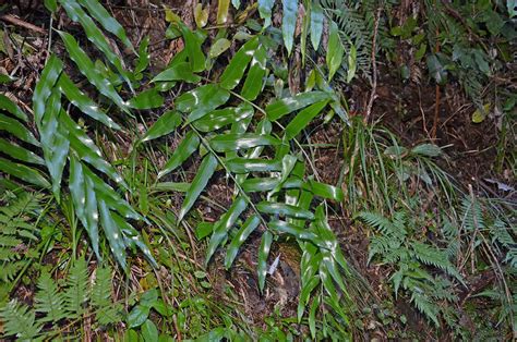 Asplenium Oblonolium Aspleniaceae