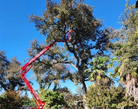 Hazardous Tree Removal Anderson CA Free Estimates