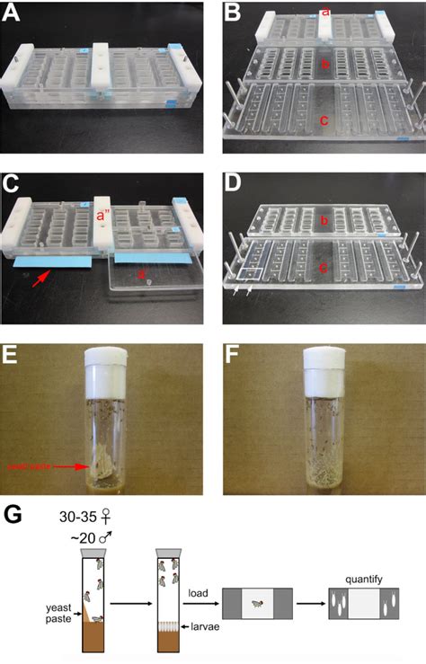 Drosophila Egg Laying Preference Assay A Method To Test Decision Making In Flies
