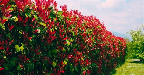 Can You Grow Citrus Trees In Usda Zone 7 Which Are Best