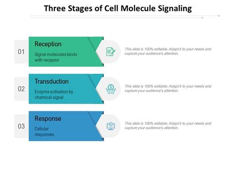 Three Stages Of Cell Molecule Signaling Powerpoint Presentation