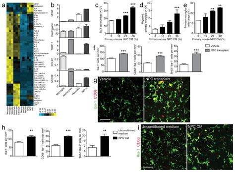 Neural Progenitor Cells Regulate Microglia Functions And Activity