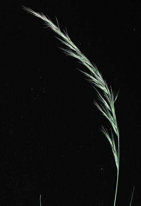 Aristida L Plants Of The World Online Kew Science