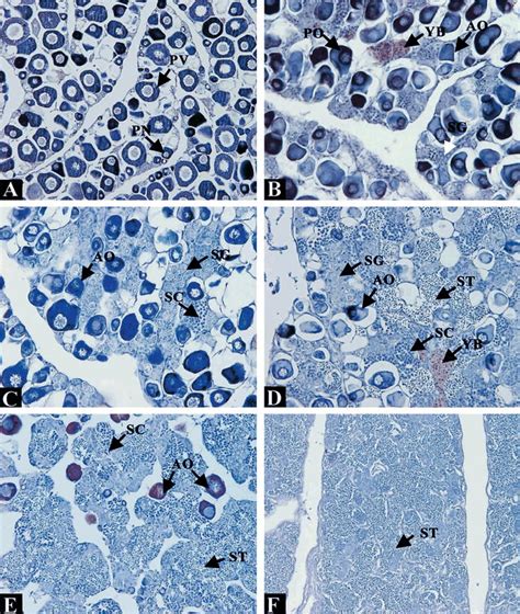 Gonadal Restructuring And Correlative Steroid Hormone Profiles During