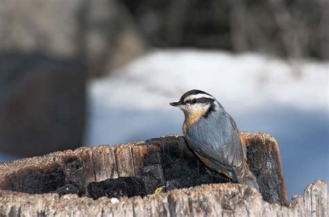 How Do Birds Hear Britannica
