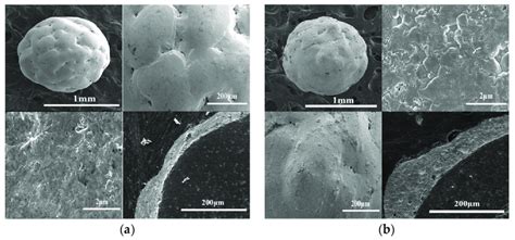 The Surface And Cross Section Morphologies Of A Bi Coatings And B