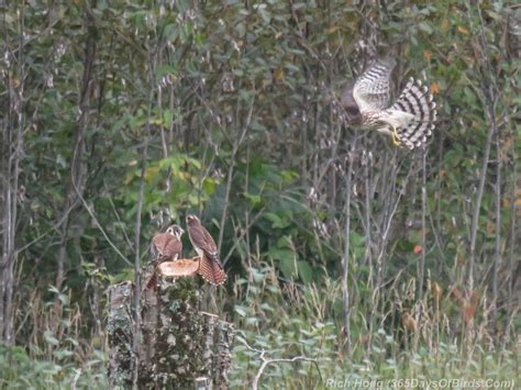 Hawk Attack Or Bad Day For American Kestrels 365 Days Of Birds