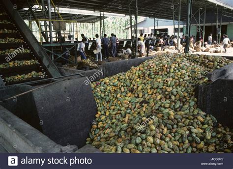 Cocoa Processing Stock Photos Cocoa Processing Stock Images Alamy