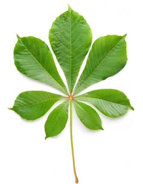 Palmately Compound Leaf Of Tetrastigma Voinierianum Displaying Vibrant